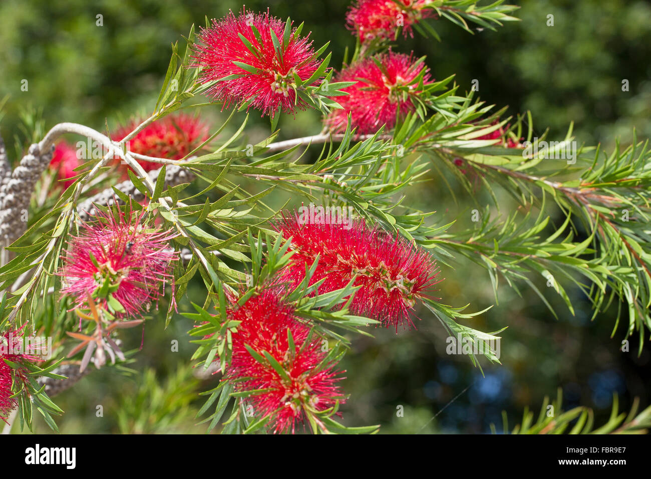 Violet bottlebrush, Purple Bottlebrush, Zylinderputzer ...