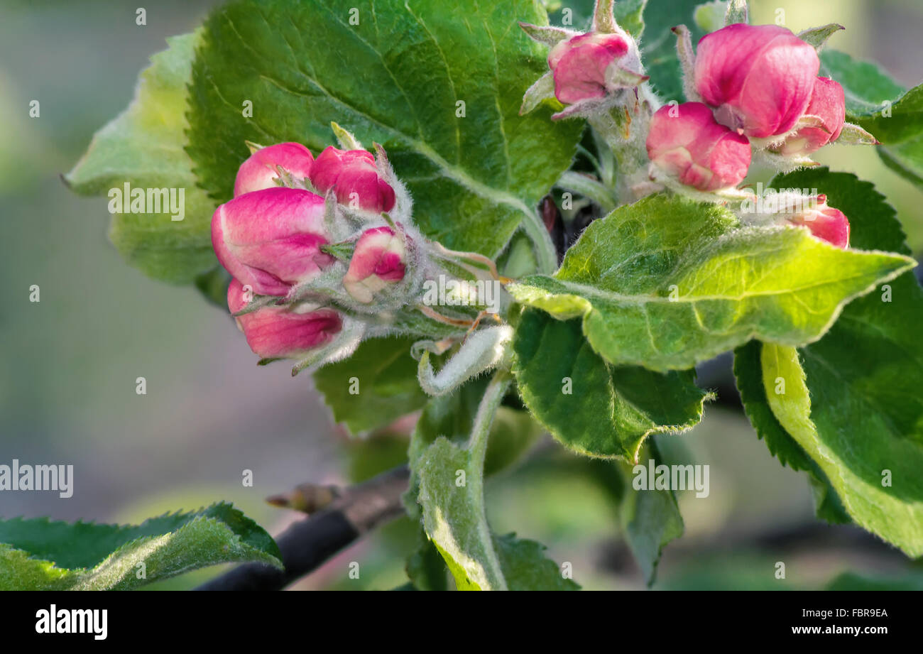 Blossoming pink buds of an apple-tree and young green leaves against a ...