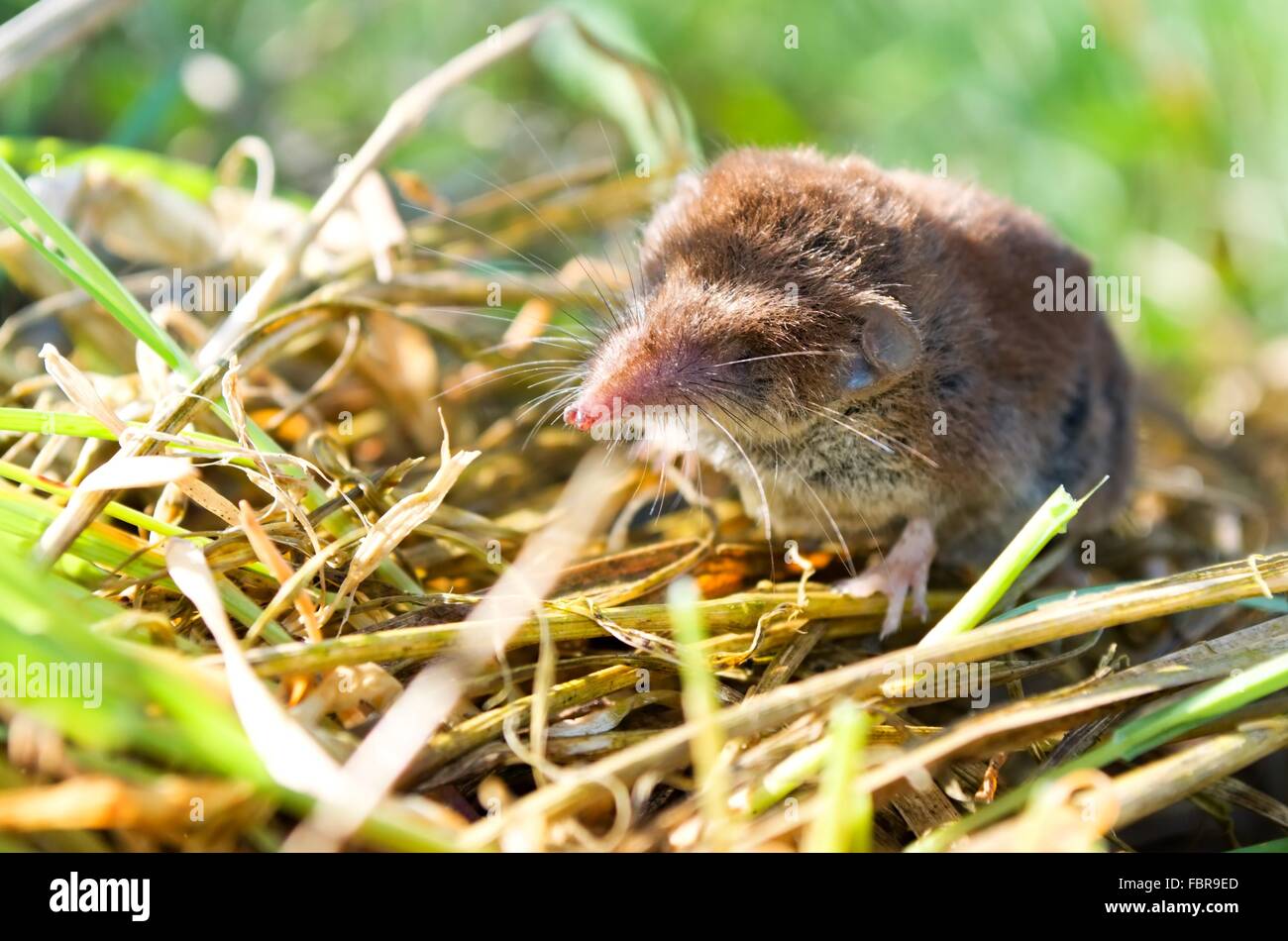 Bicolored shrew crocidura leucodon hi-res stock photography and images ...