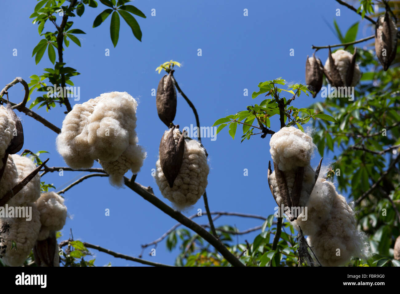 White Silk Cotton Tree High Resolution Stock Photography and Images - Alamy
