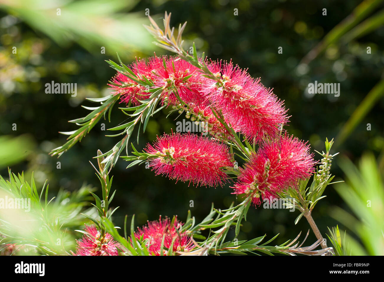 Callistemon zylinderputzer High Resolution Stock Photography and Images ...