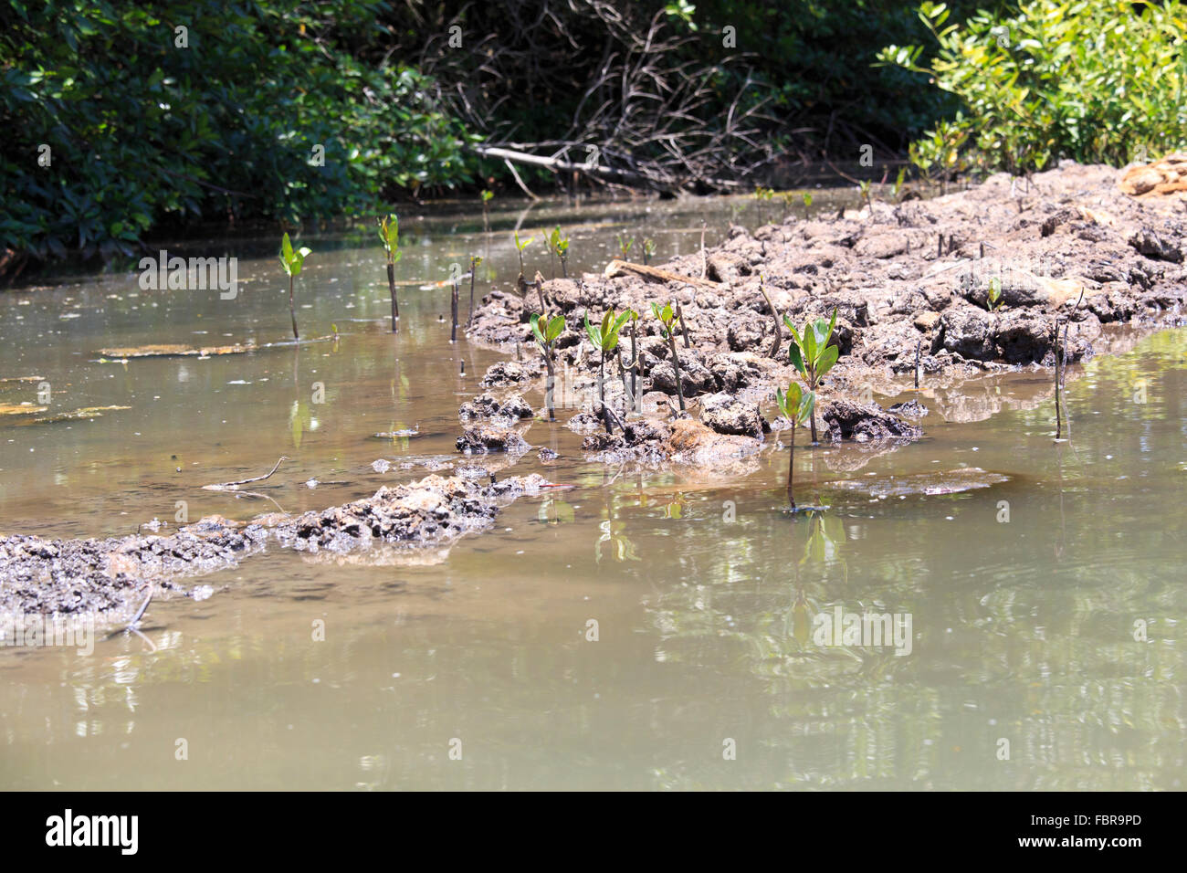 Small mangrove tree growing on the mud Stock Photo - Alamy