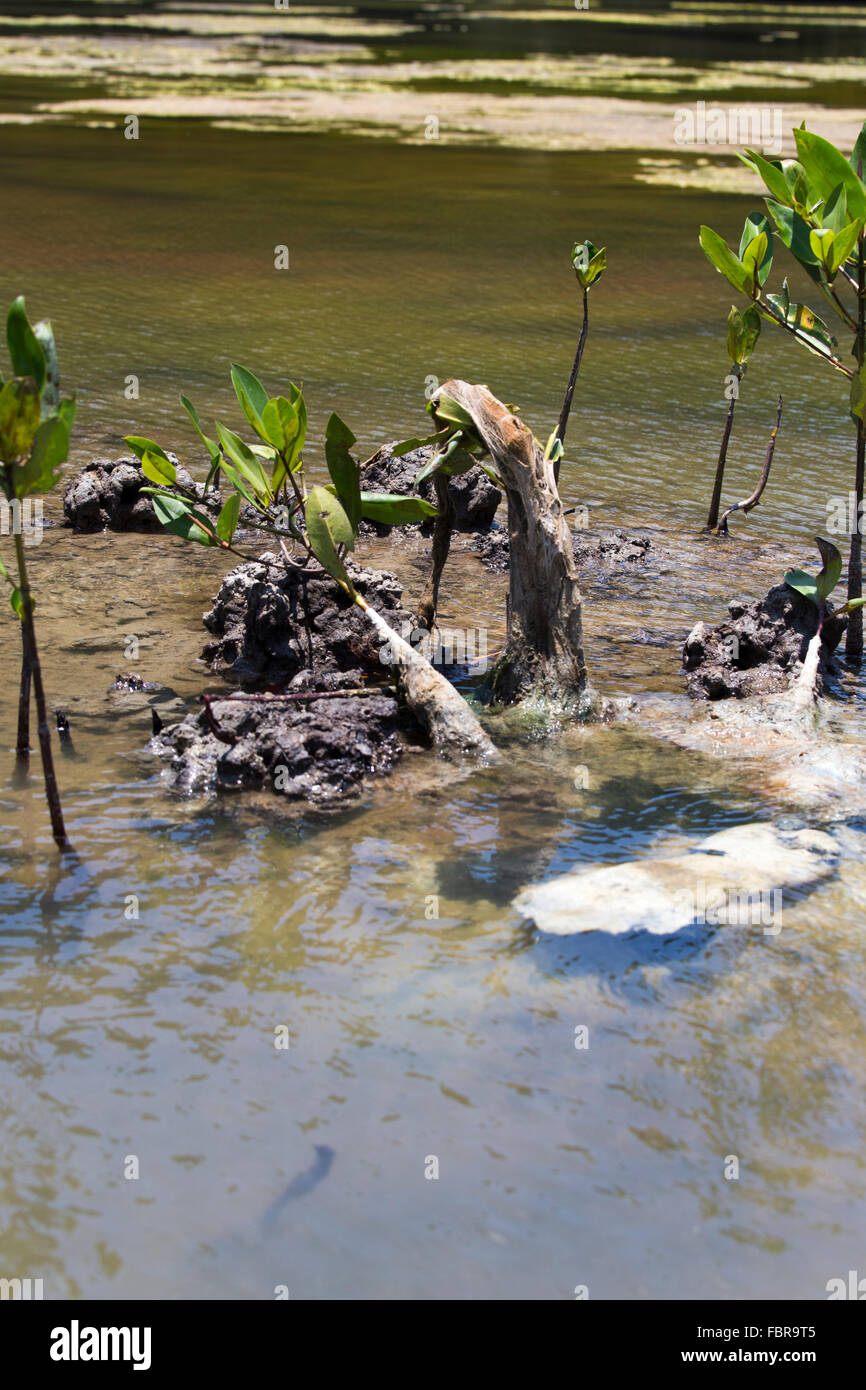 Small mangrove tree growing on the mud Stock Photo - Alamy