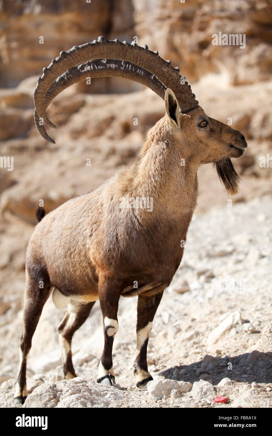 Male Nubian Ibex (Capra ibex nubiana), standing on edge of the Ramon ...