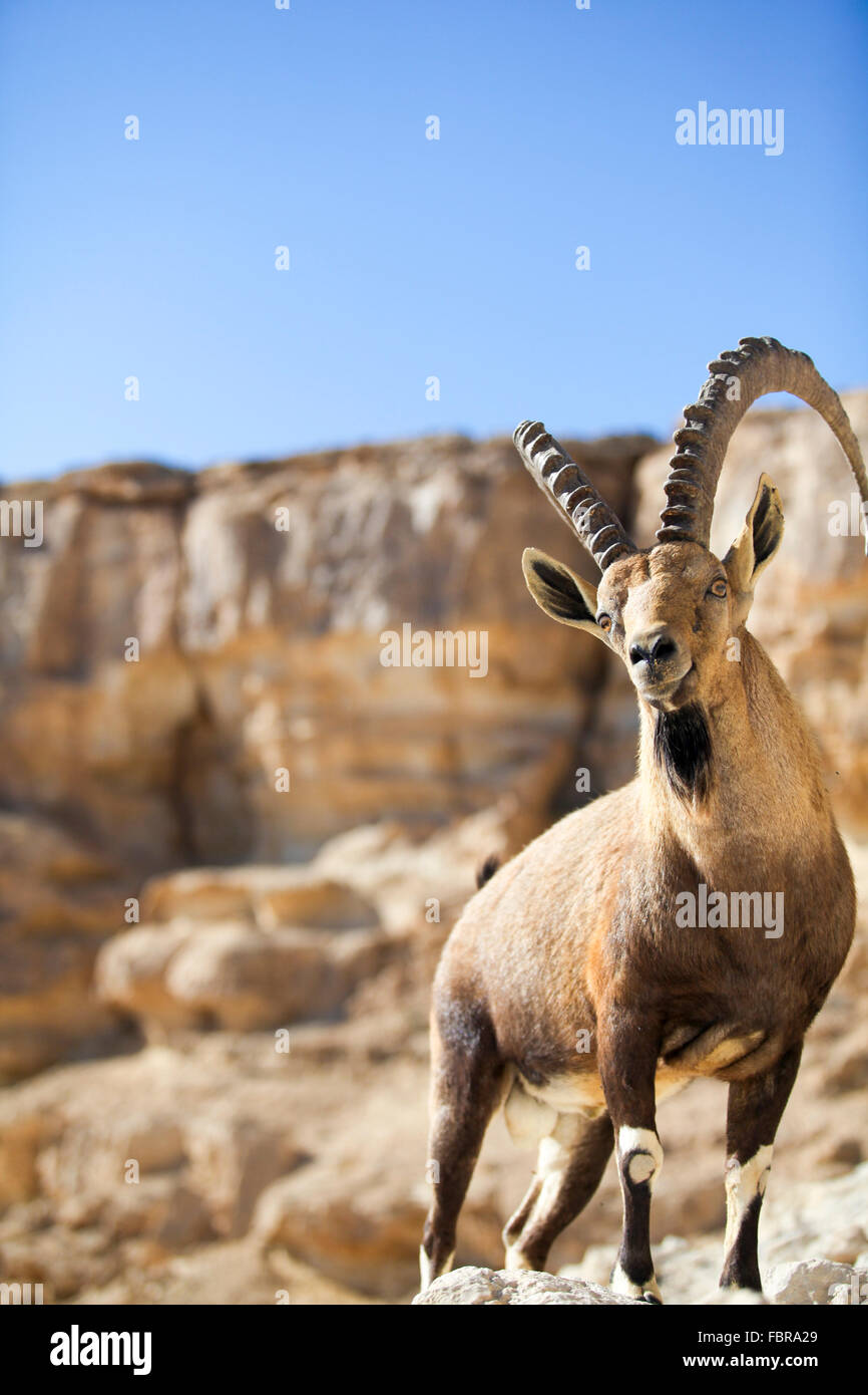 Male Nubian Ibex (Capra ibex nubiana), standing on edge of the Ramon ...