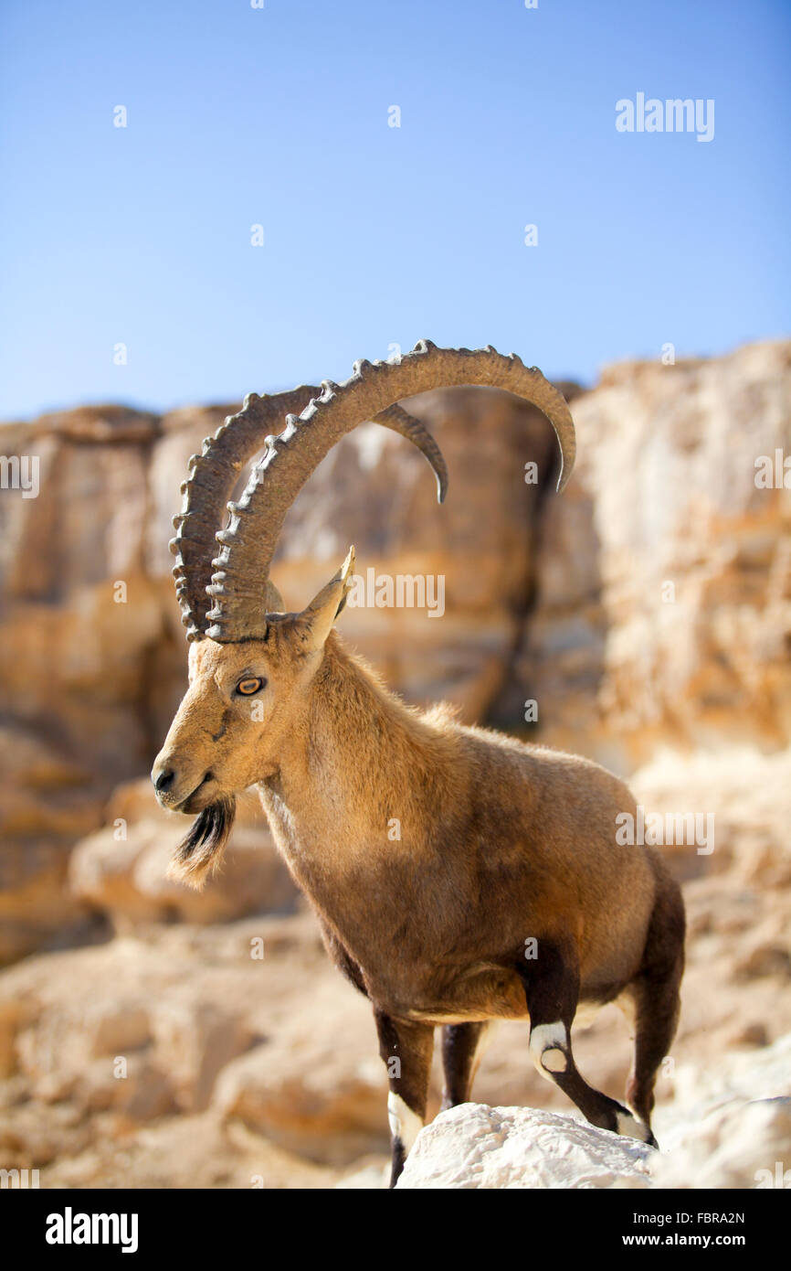 Male Nubian Ibex (Capra ibex nubiana), standing on edge of the Ramon ...