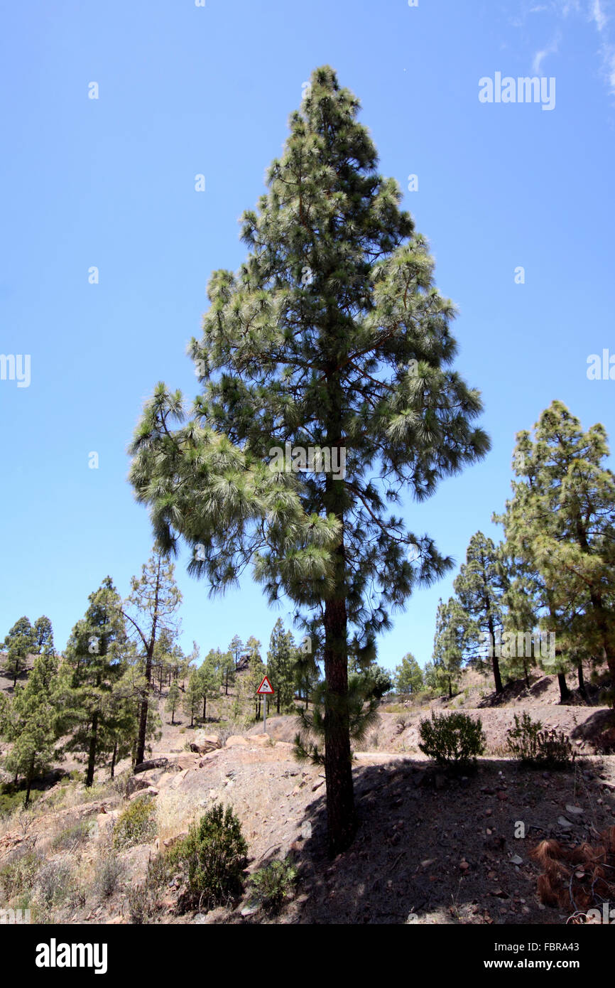 Canary pine pinus canariensis hi-res stock photography and images - Alamy