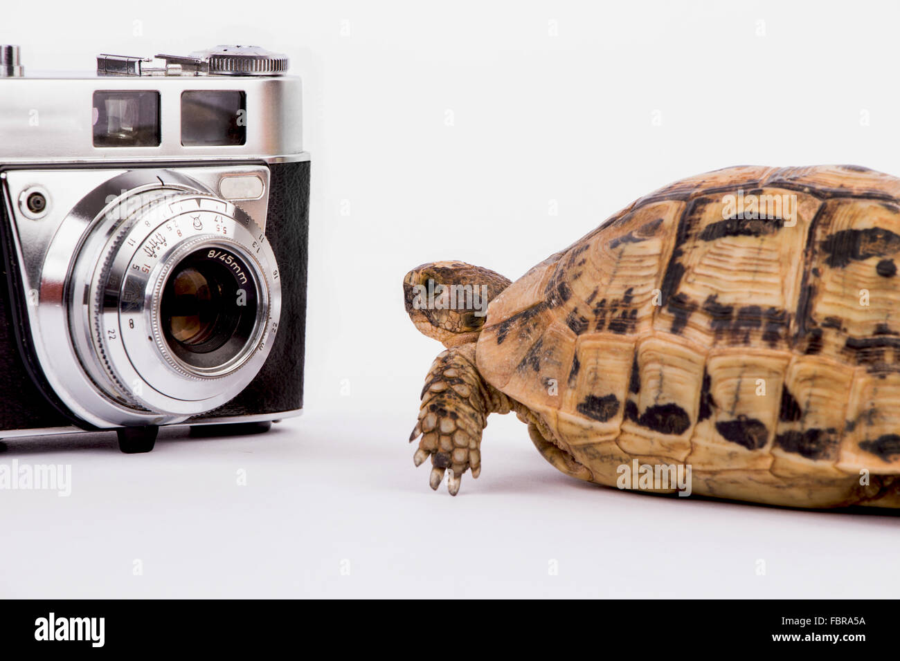 Turtle and Camera Stock Photo - Alamy