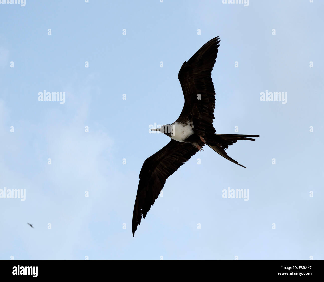 Magnificent frigatebird in flight, Grand Cayman, British West Indies ...
