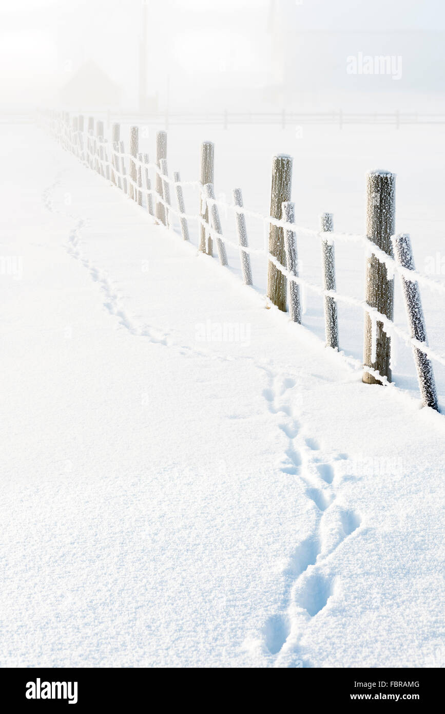 Fox tracks in snow hi-res stock photography and images - Alamy