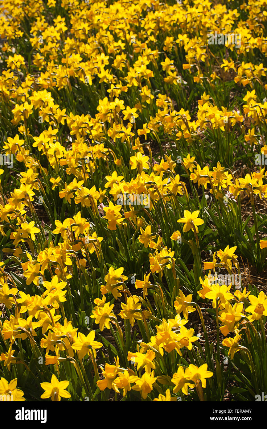 Daffodil field spring hi-res stock photography and images - Alamy