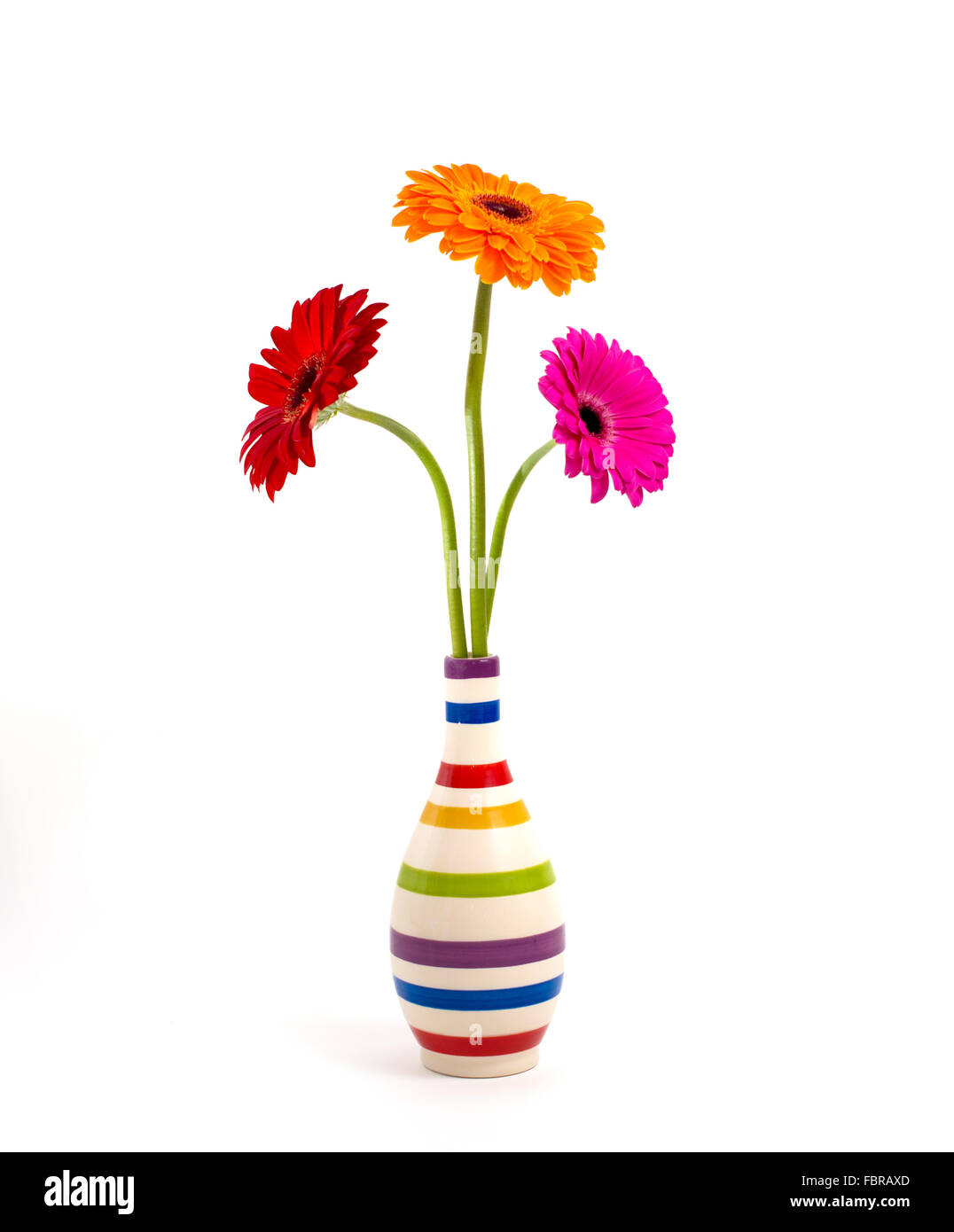 gerbera flowers in a vase isolated Stock Photo - Alamy
