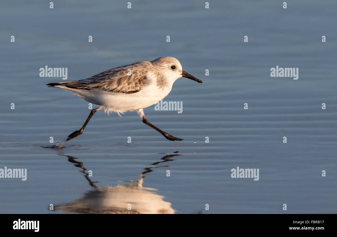 Sanderling (Calidris alba) running along the ocean coast, Galveston ...