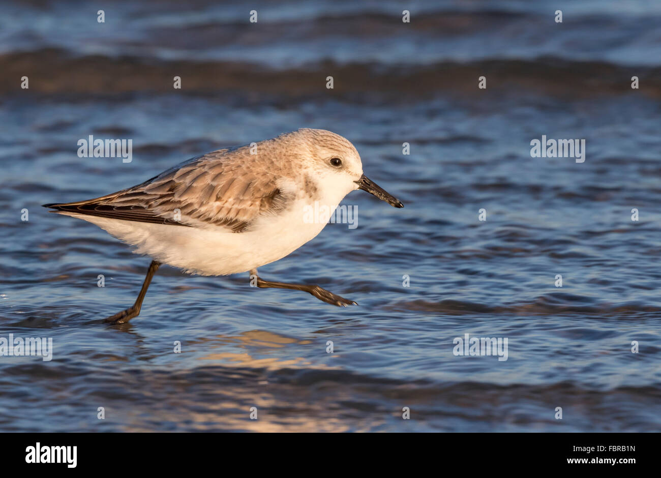 Sanderling (Calidris alba) running along the ocean coast, Galveston ...