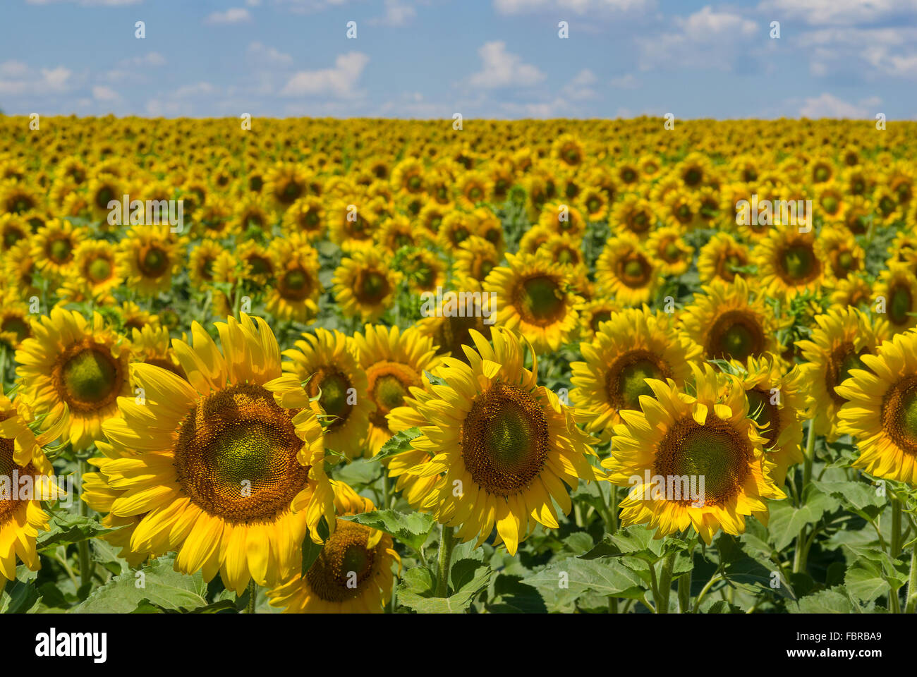 Masses of sunflowers on Ukrainian agricultural field at June Stock ...