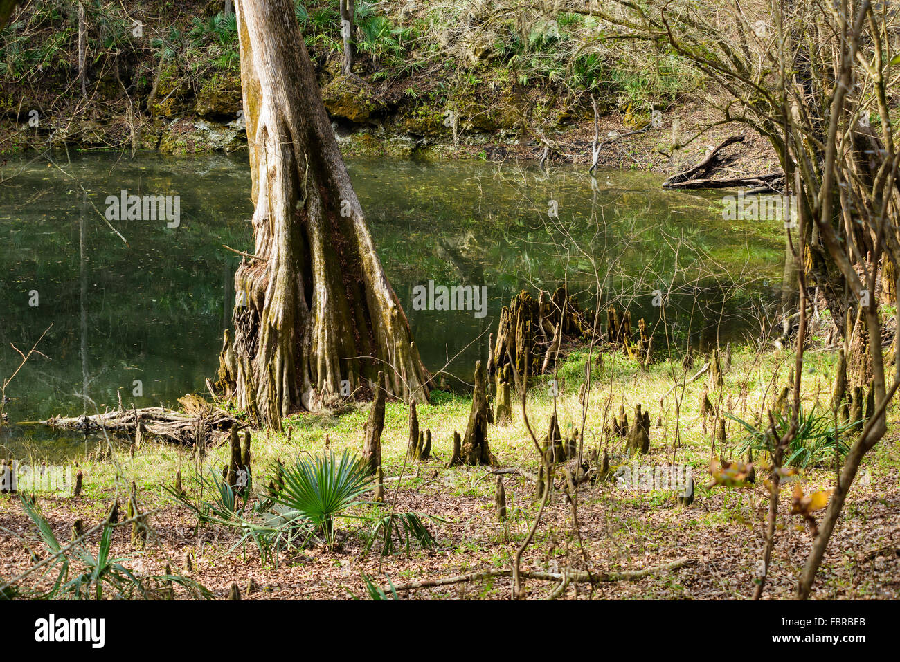 Cypress tree stumps along the Lime Sink Run Stock Photo - Alamy