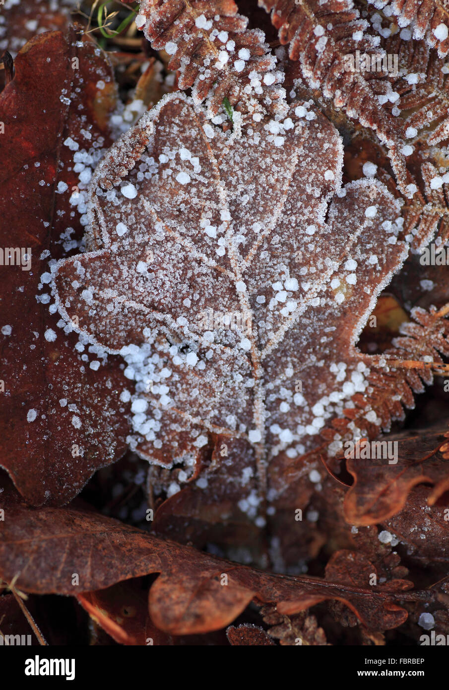 Frozen crystals hi-res stock photography and images - Alamy