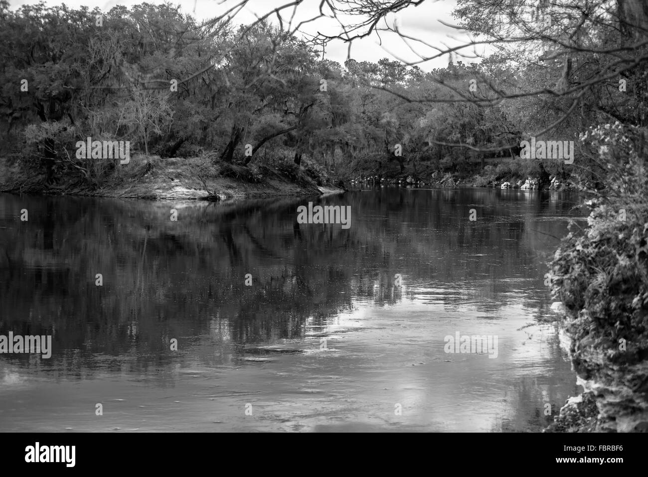 The limestone banks alone the Suwannee River Stock Photo - Alamy