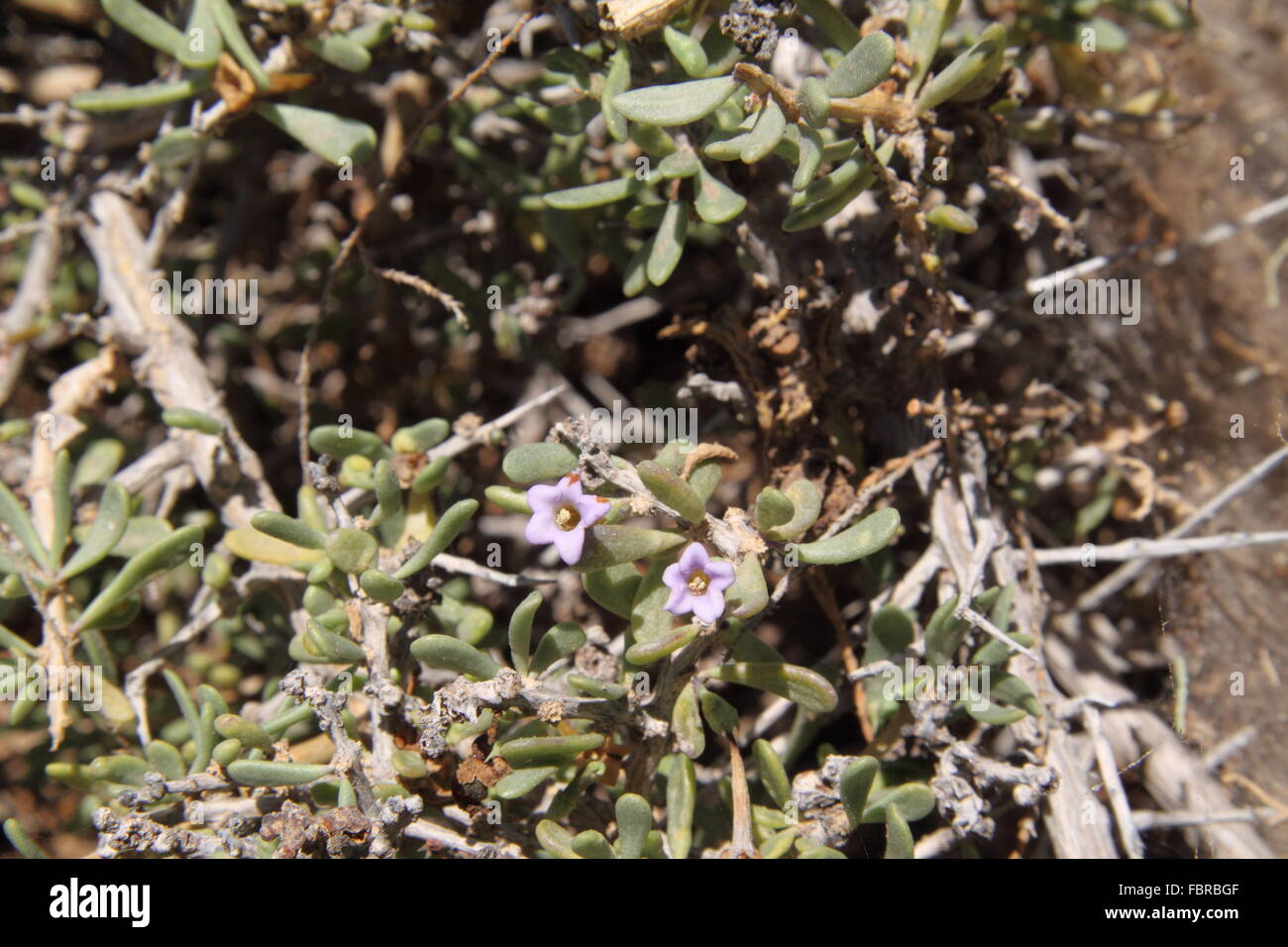 Lyceum intricatum espino hi-res stock photography and images - Alamy