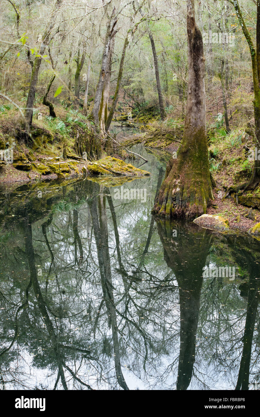 Cypress tree along the Lime Sink Run Stock Photo - Alamy
