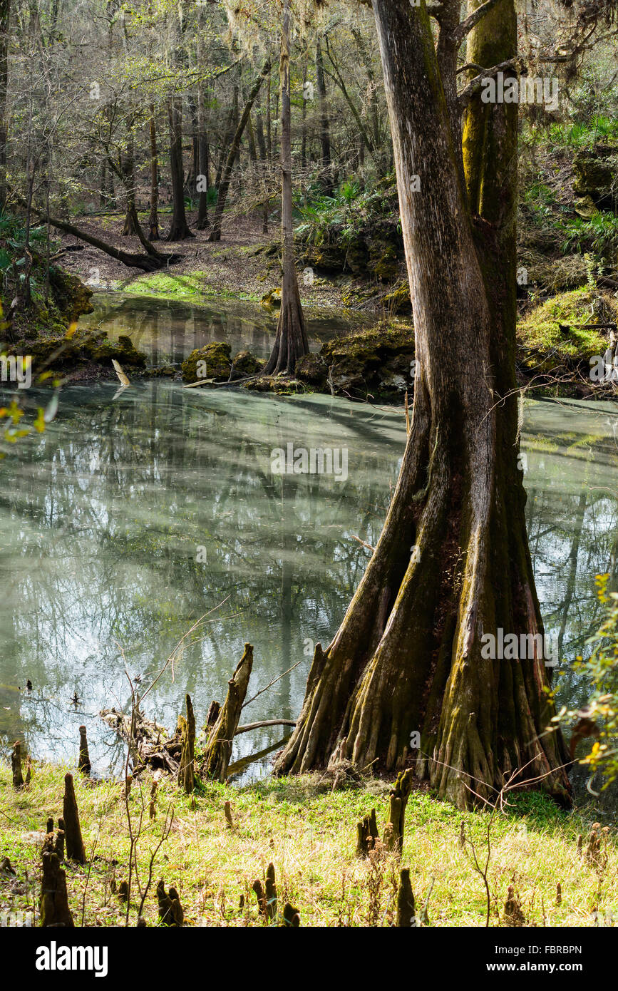 Cypress tree along the Lime Sink Run Stock Photo - Alamy