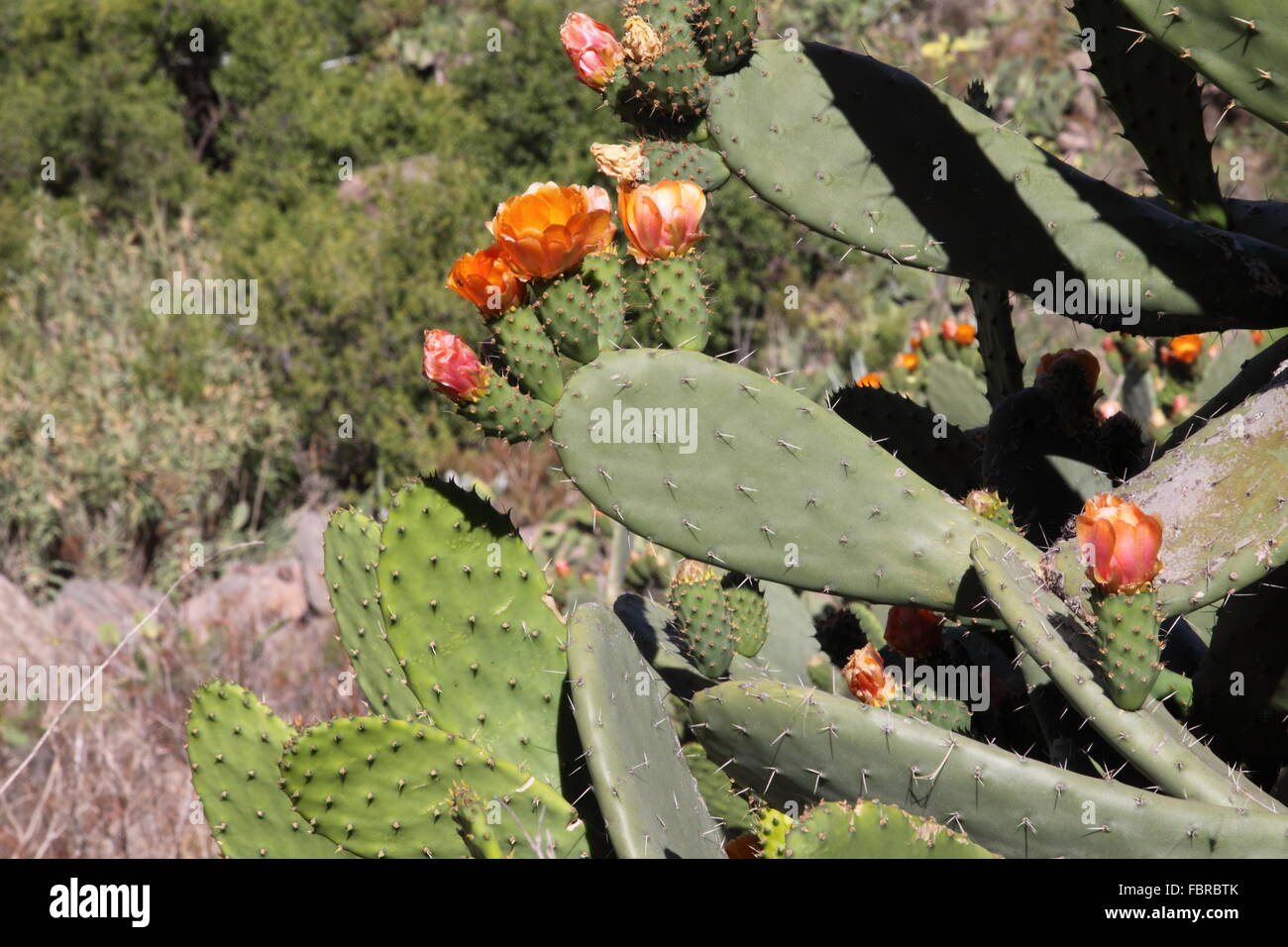 Opuntia species hi-res stock photography and images - Alamy