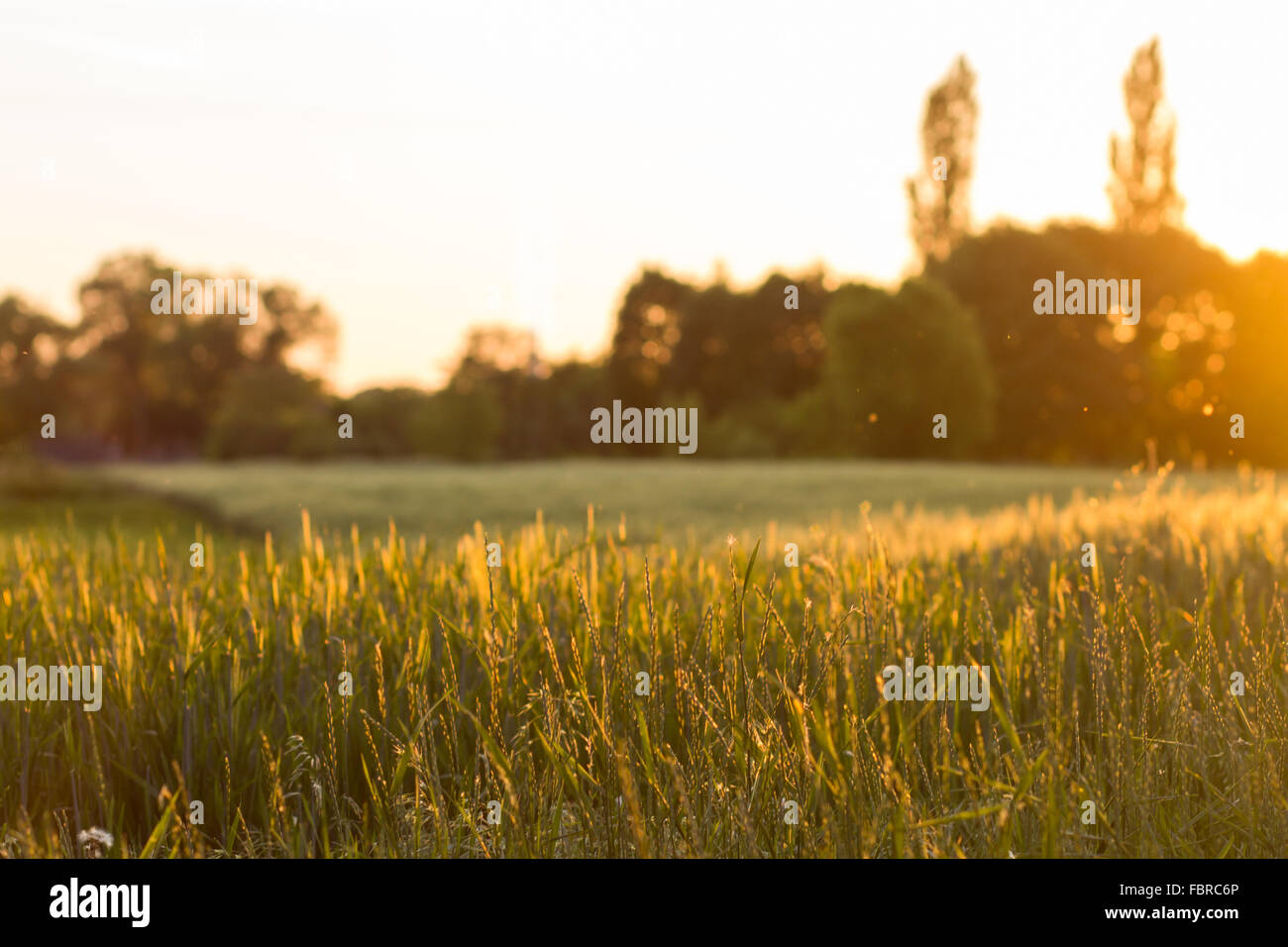 Country side nature evening landscape background. Field of wheat ...