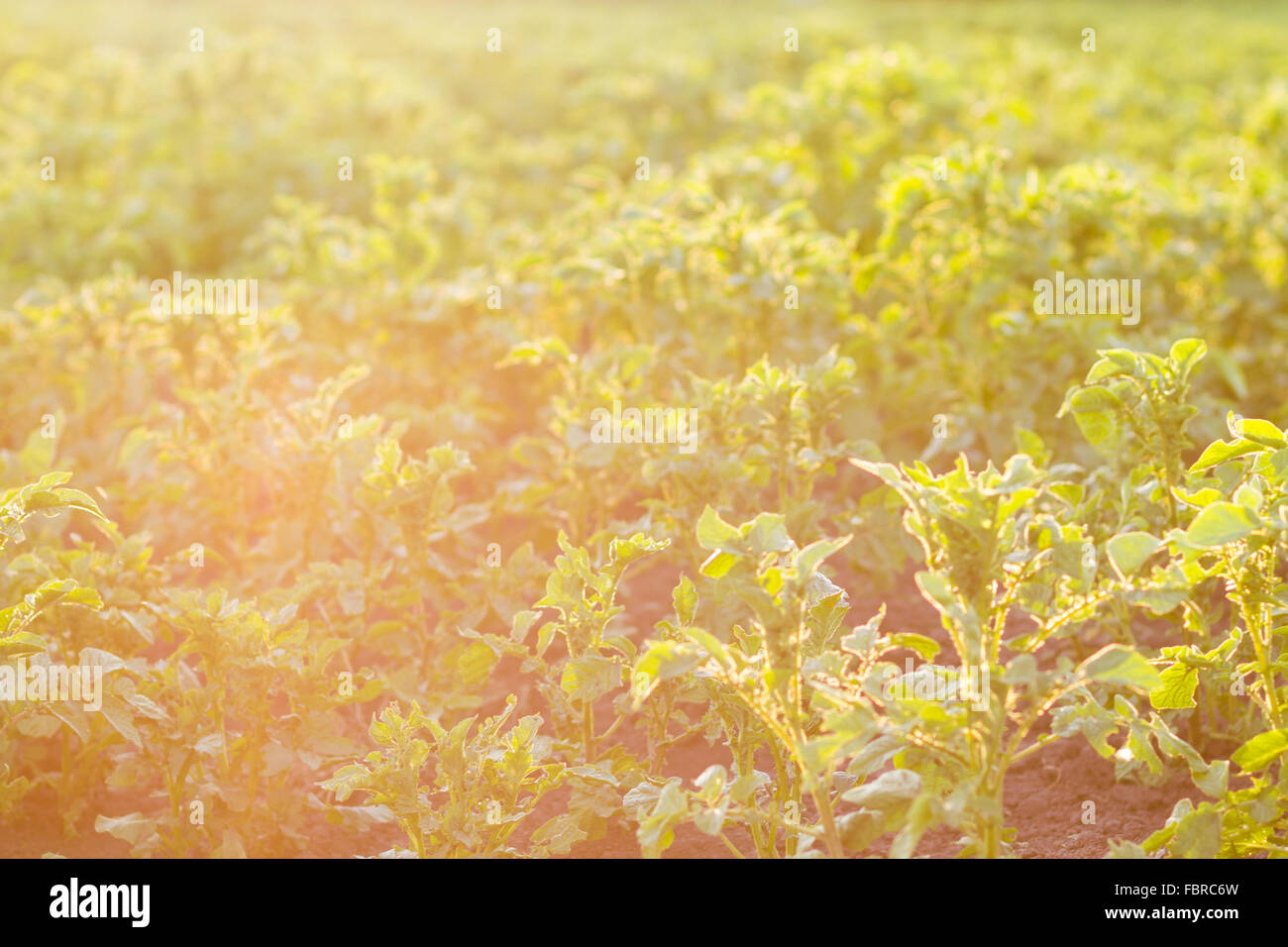 Field of potato in sunset beams. Agriculture nature background Stock ...