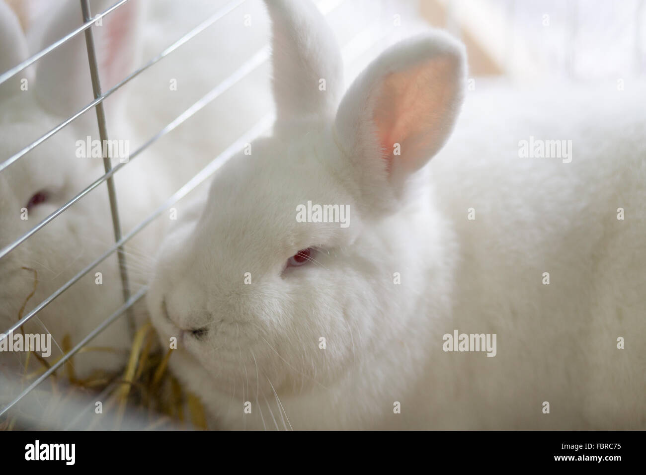 Big fluffy white rabbit in the cage. Breeding rabbits background Stock ...