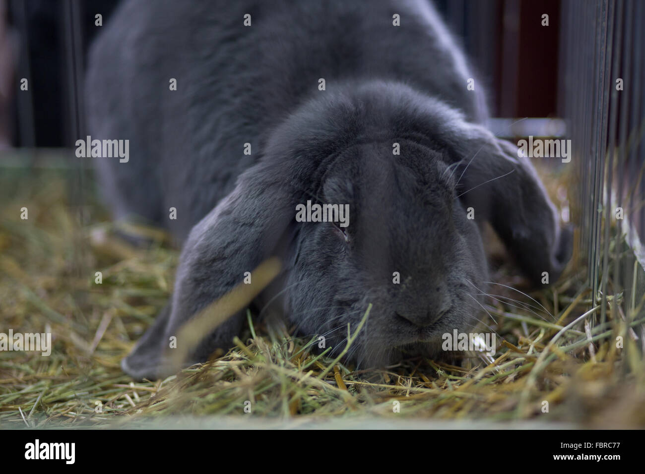 Big fluffy gray rabbit in the cage. Breeding rabbits background Stock ...