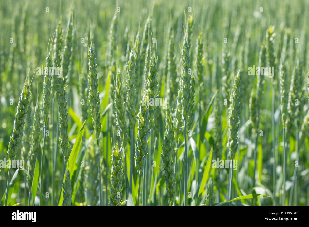 Growing wheat on the filed. Close-up agricultural background Stock ...