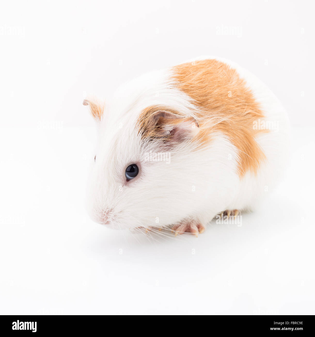 Tame curios pet isolated on white background. Cute white and brown ...