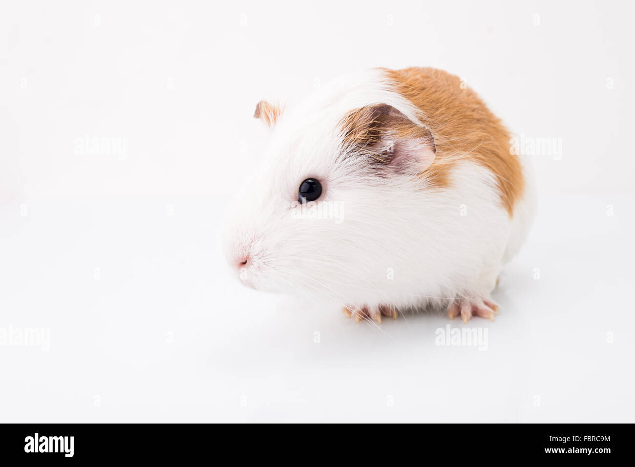 Tame curios pet isolated on white background. Cute white and brown ...