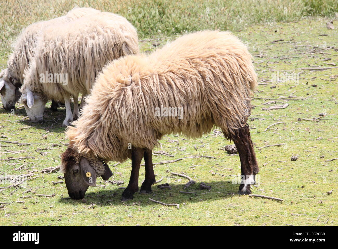Bell sheep hi-res stock photography and images - Alamy