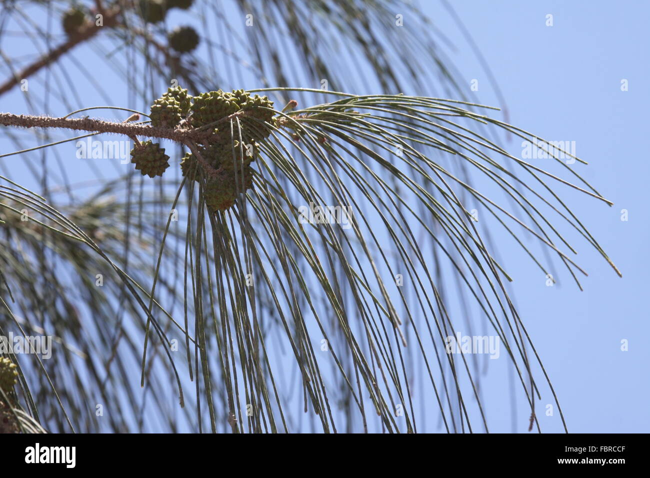 A Sheoak species of tree introduced into the Island of Gran Canaria and ...