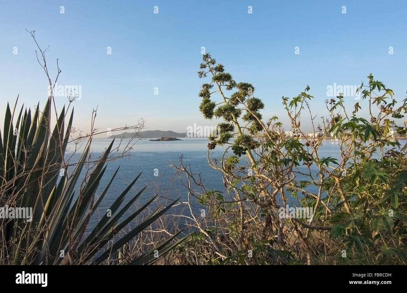 Seaside vegetation hi-res stock photography and images - Alamy