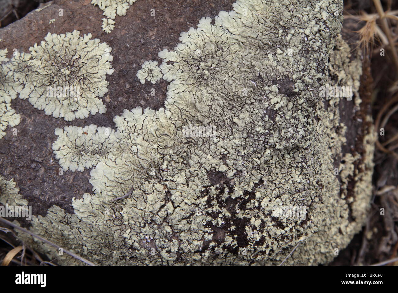 A volcanic rock with the lichen Xanthoparmelia tinctina in Gran Canaria ...