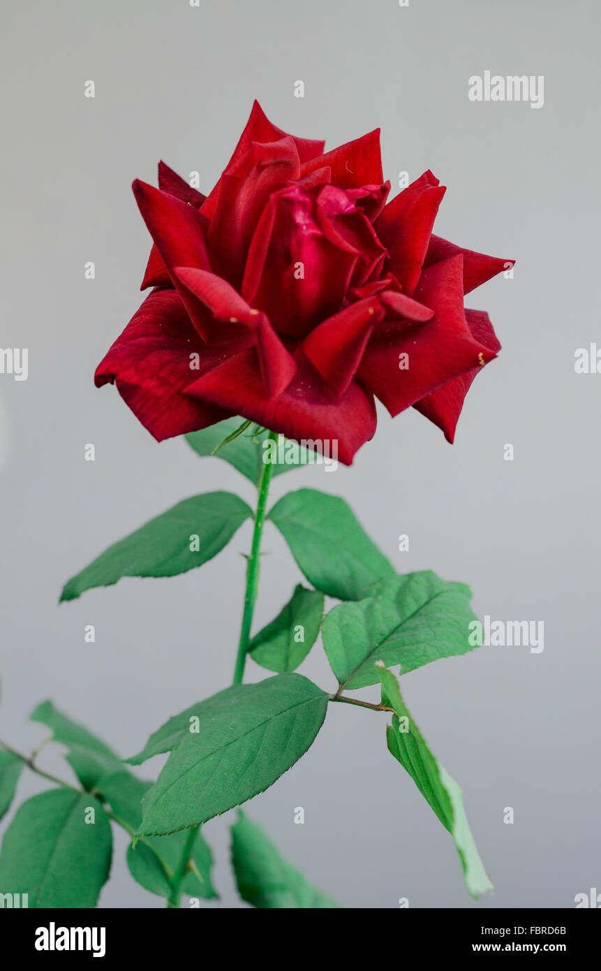 Red rose spring hi-res stock photography and images - Alamy