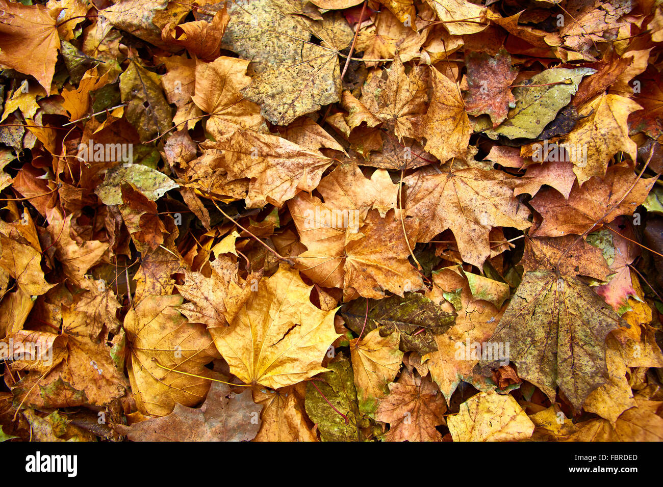 Dead leaves shot ideal for backgrounds Stock Photo - Alamy