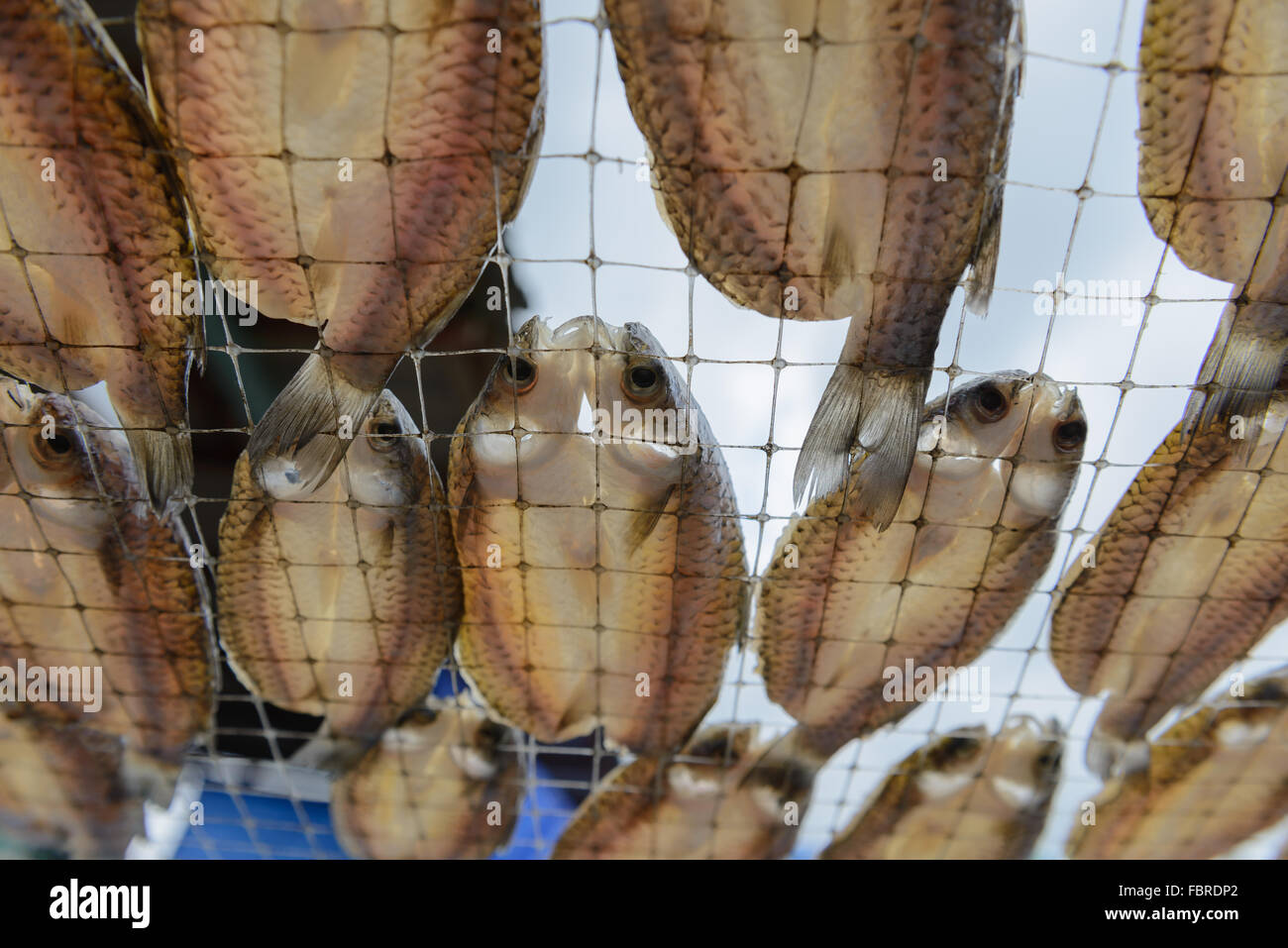Saline fish hi-res stock photography and images - Alamy