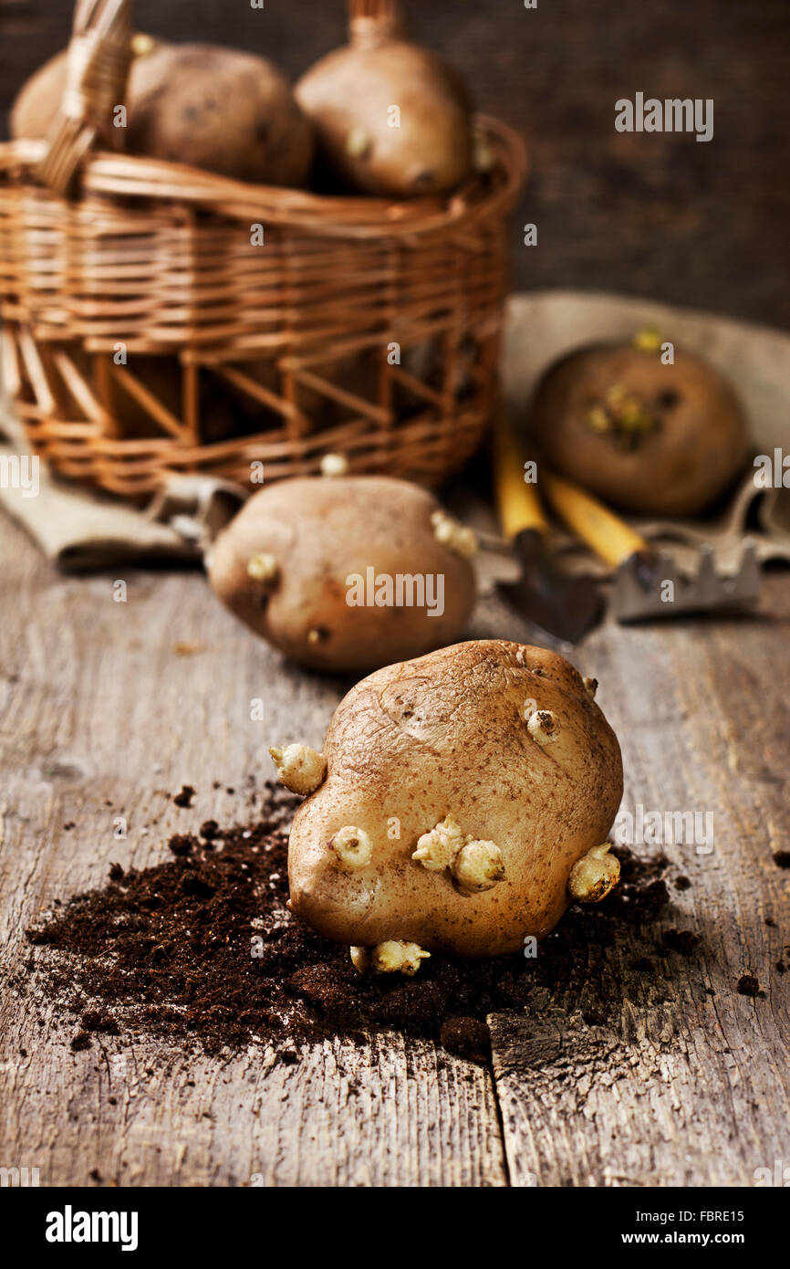 potatoes with sprouts for spring planting on the old wooden background ...