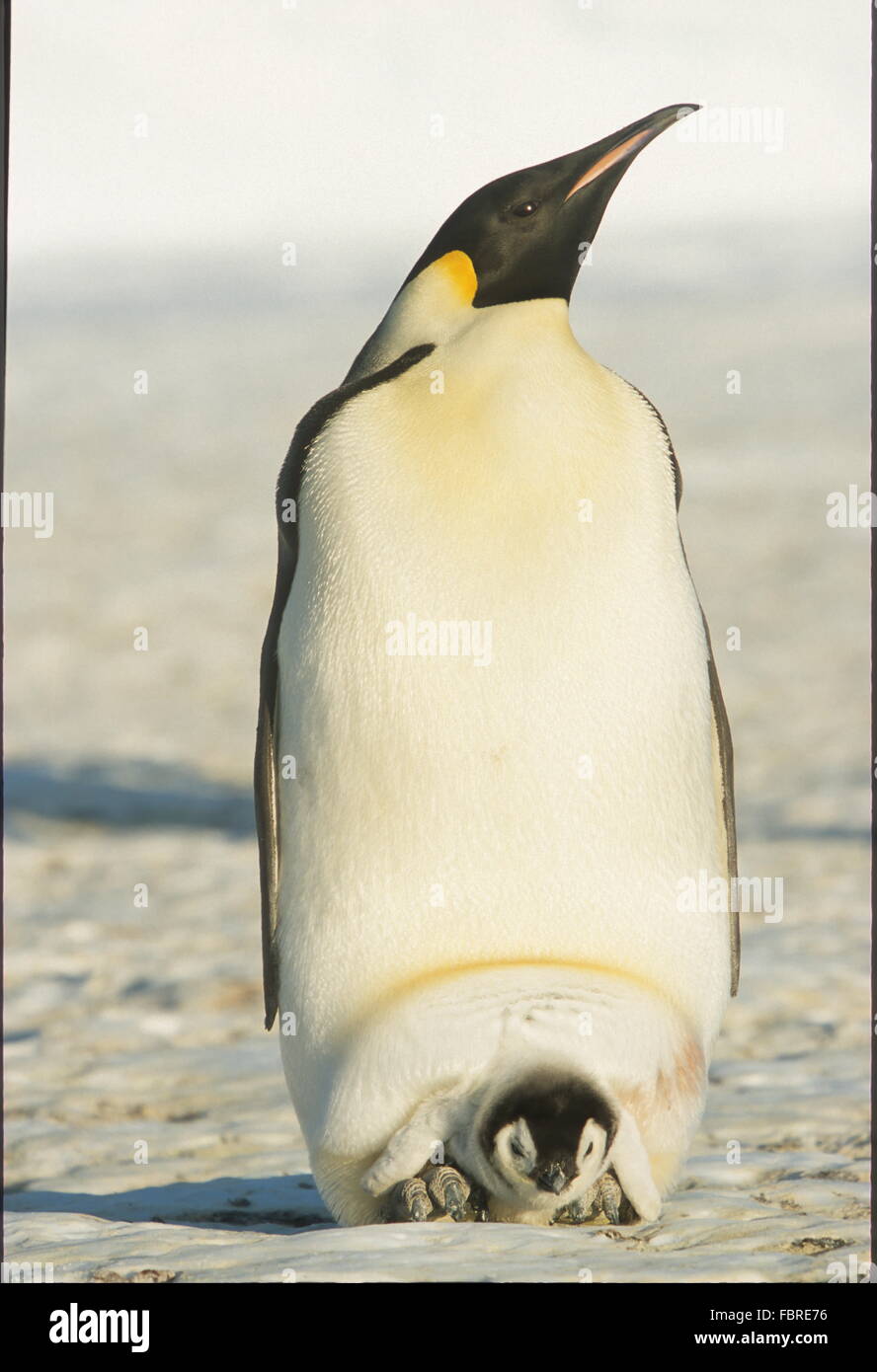 Male emperor penguin egg hi-res stock photography and images - Alamy