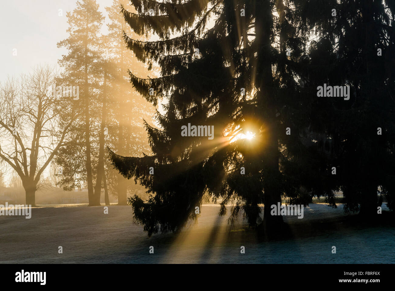 Sunrise beams through fog, Beaconsfield Park, Vancouver, British ...