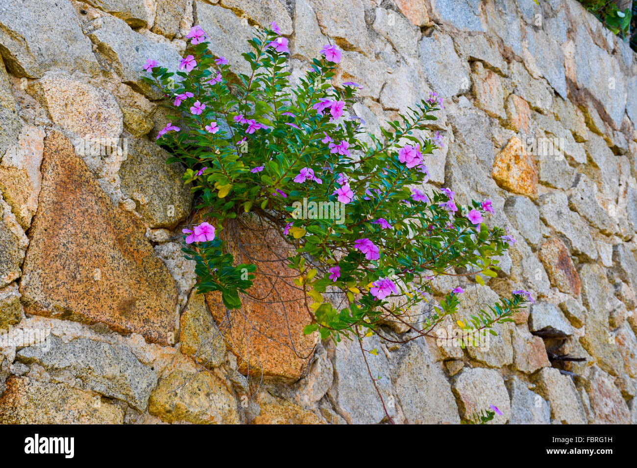 Vinca vines growing from rock wall in Acapulco, Mexico Stock Photo - Alamy