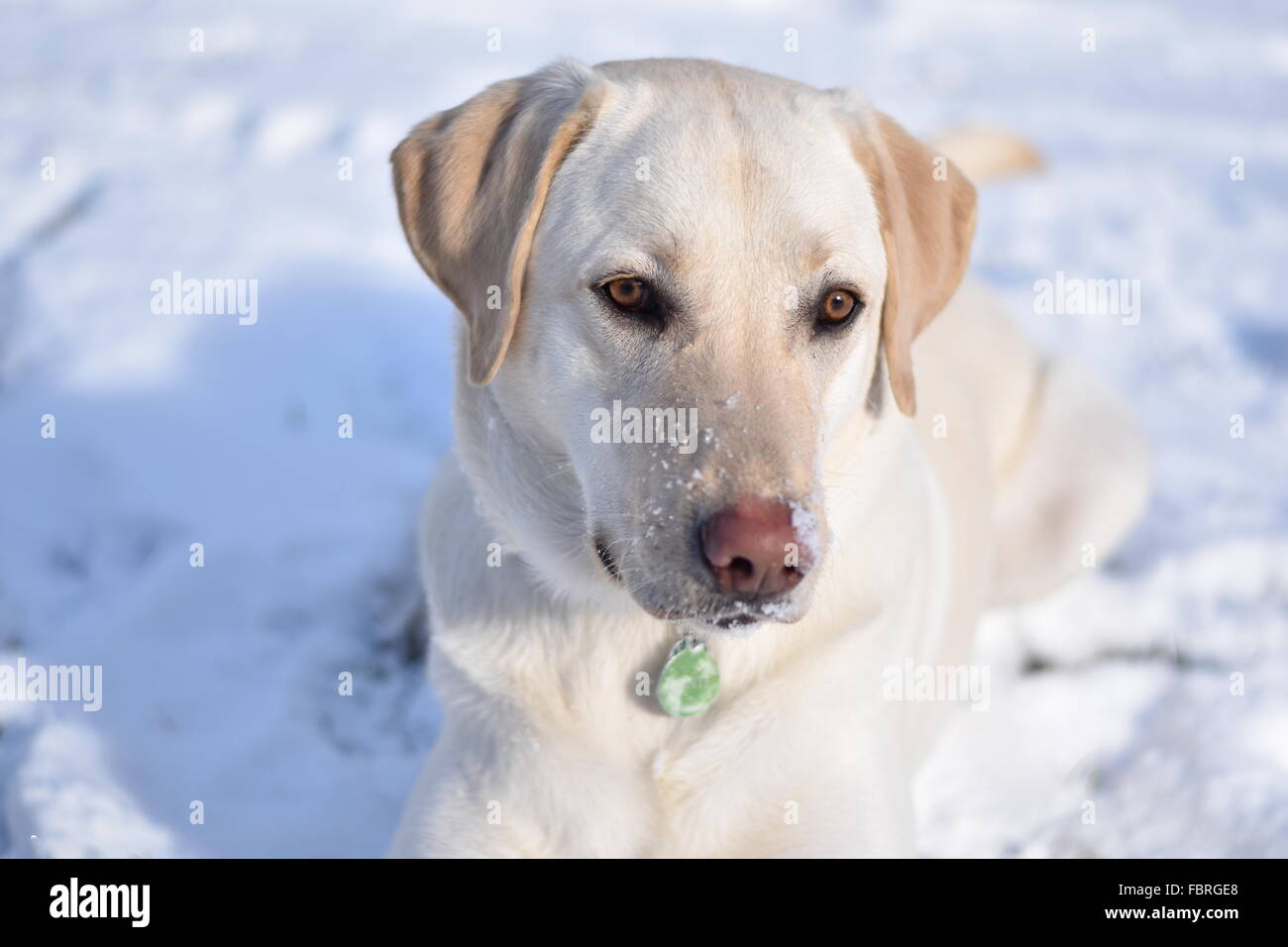 Yellow labrador retriever hi-res stock photography and images - Alamy