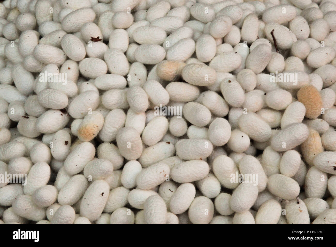 Bangkok, Thailand, 2016. Basket of hundreds of natural raw silk cocoons ...