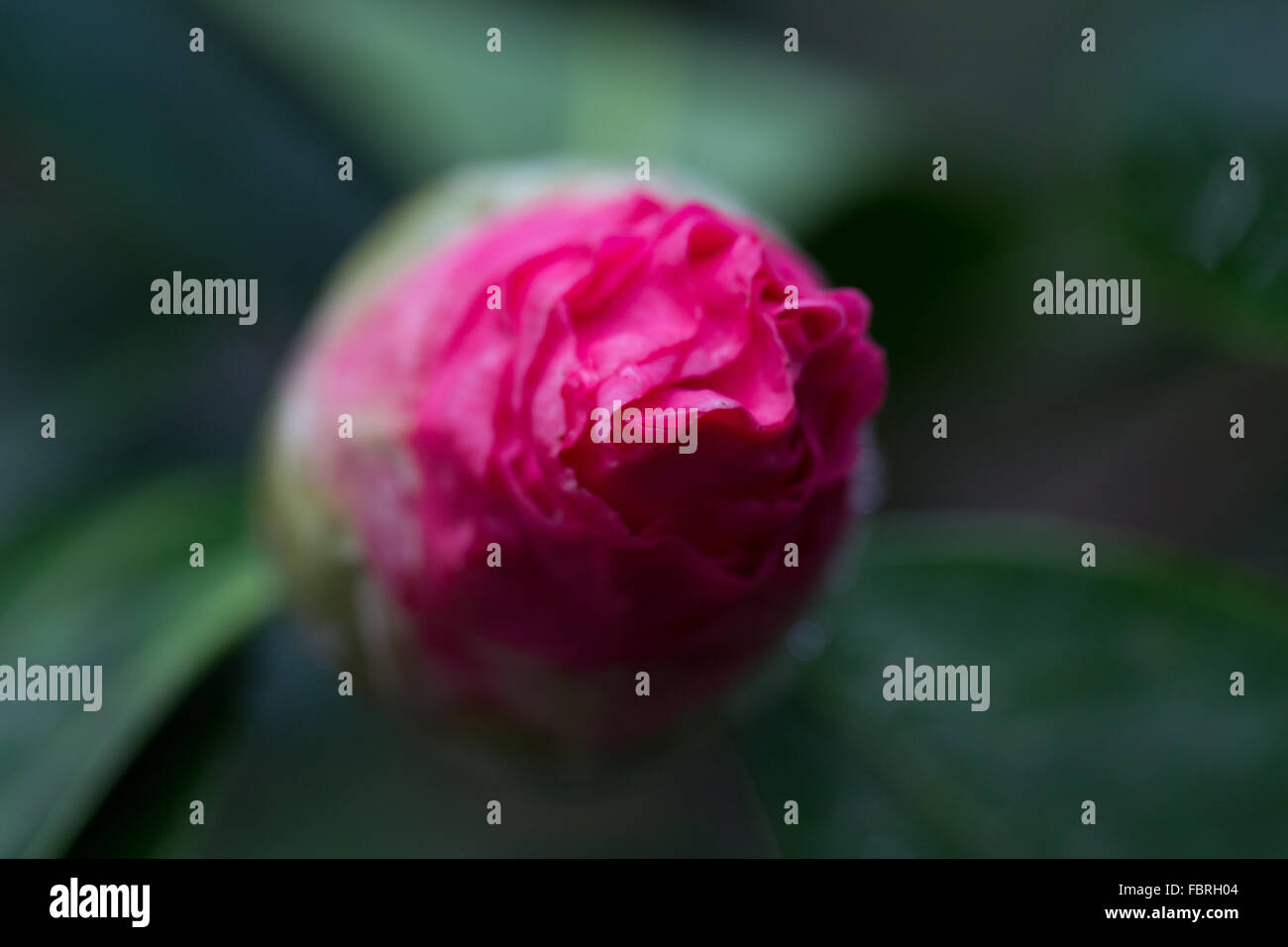 Unopened leaf hi-res stock photography and images - Alamy