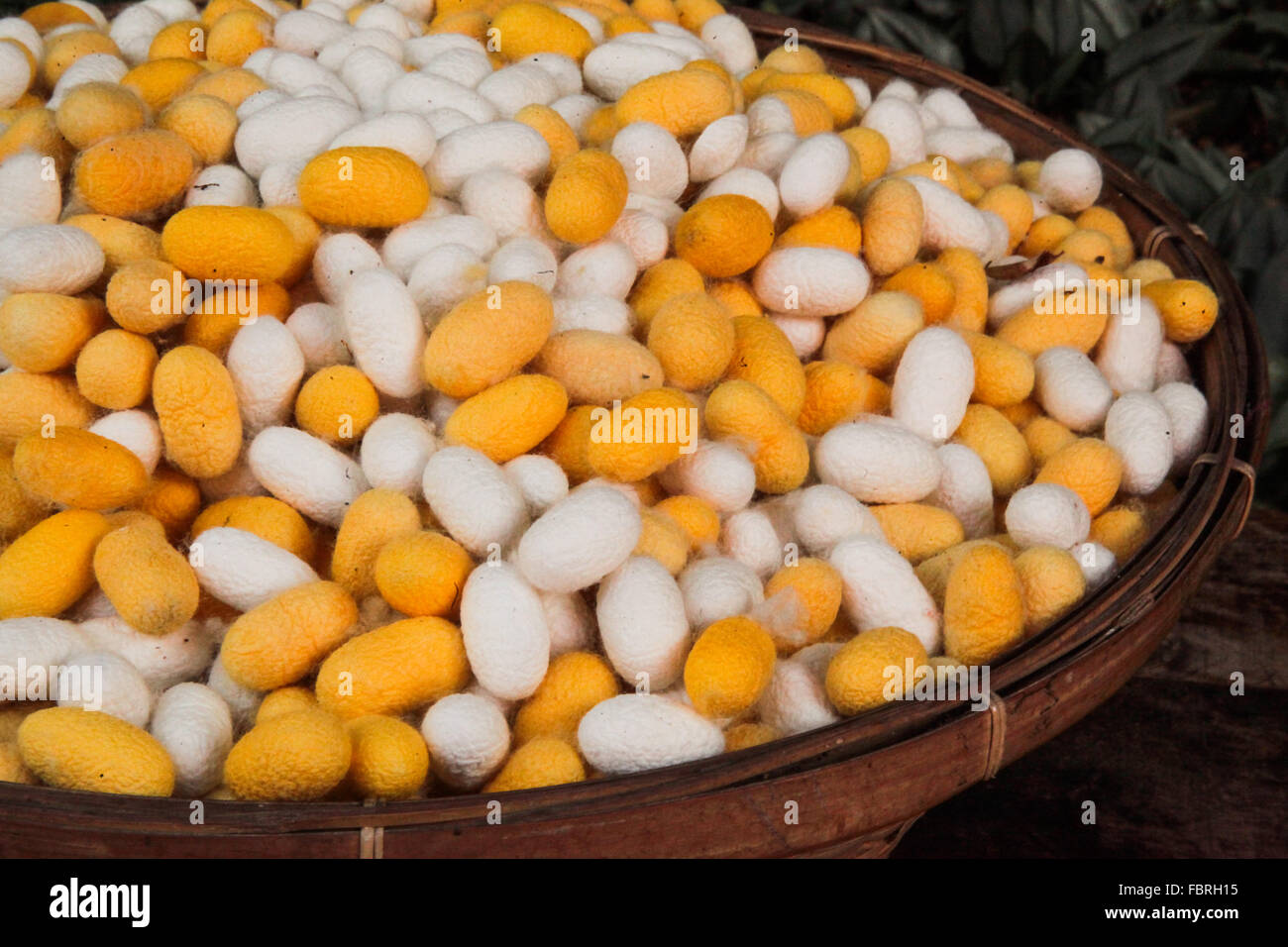 Bangkok, Thailand, 2016. Basket of hundreds of natural raw silk cocoons ...