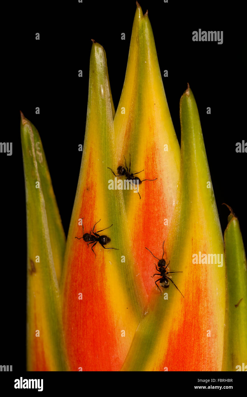 Three ants on a Heliconia flower inside the rain forest of Cerro Hoya ...