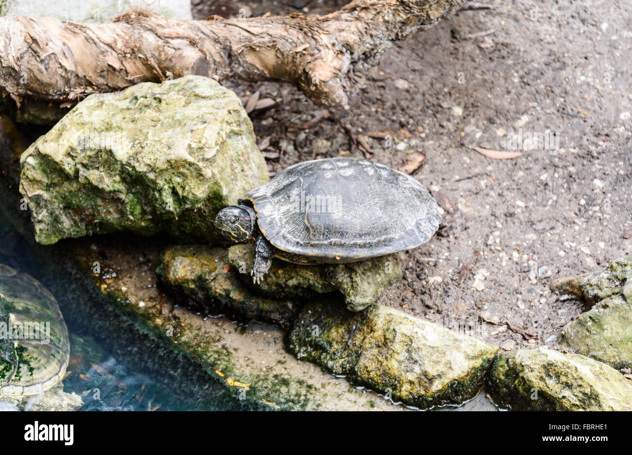 Big Turtle in the zoo Stock Photo - Alamy